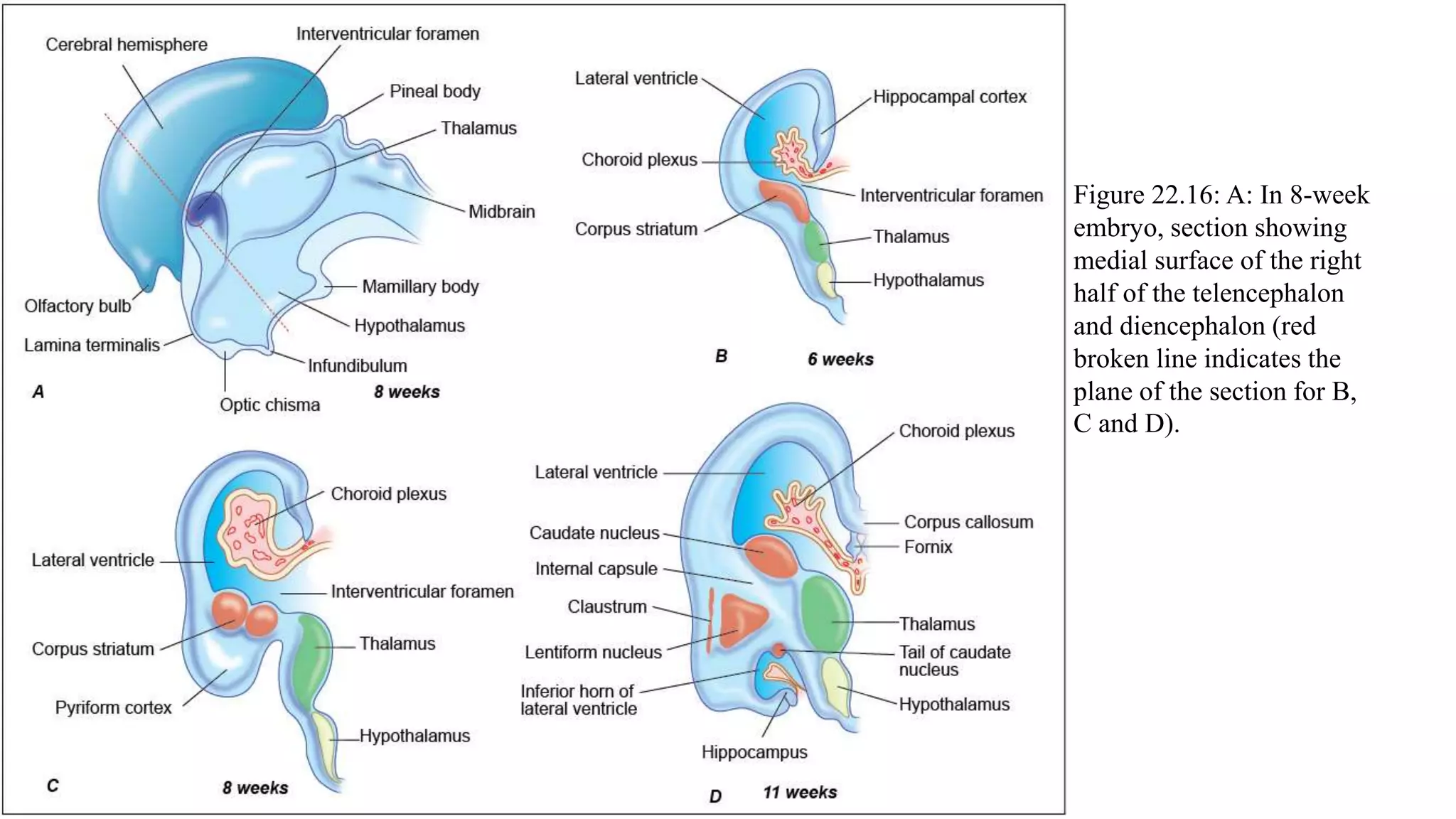 Features of human embryology by dr yogesh | PPTX