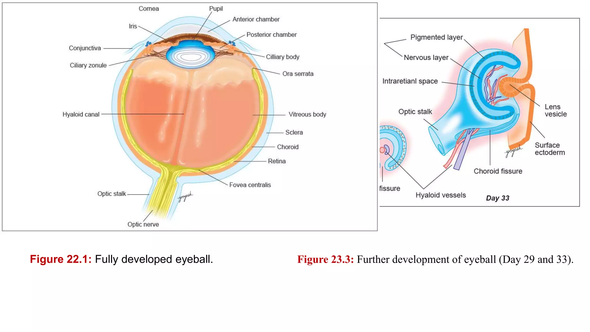 Features of human embryology by dr yogesh | PPTX