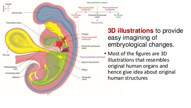 Features of human embryology by dr yogesh