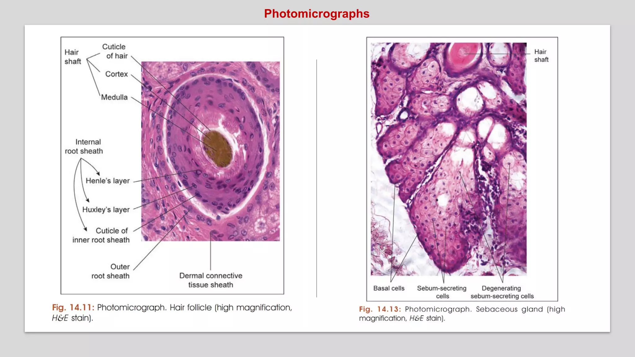 Features of human histology by dr yogesh | PDF