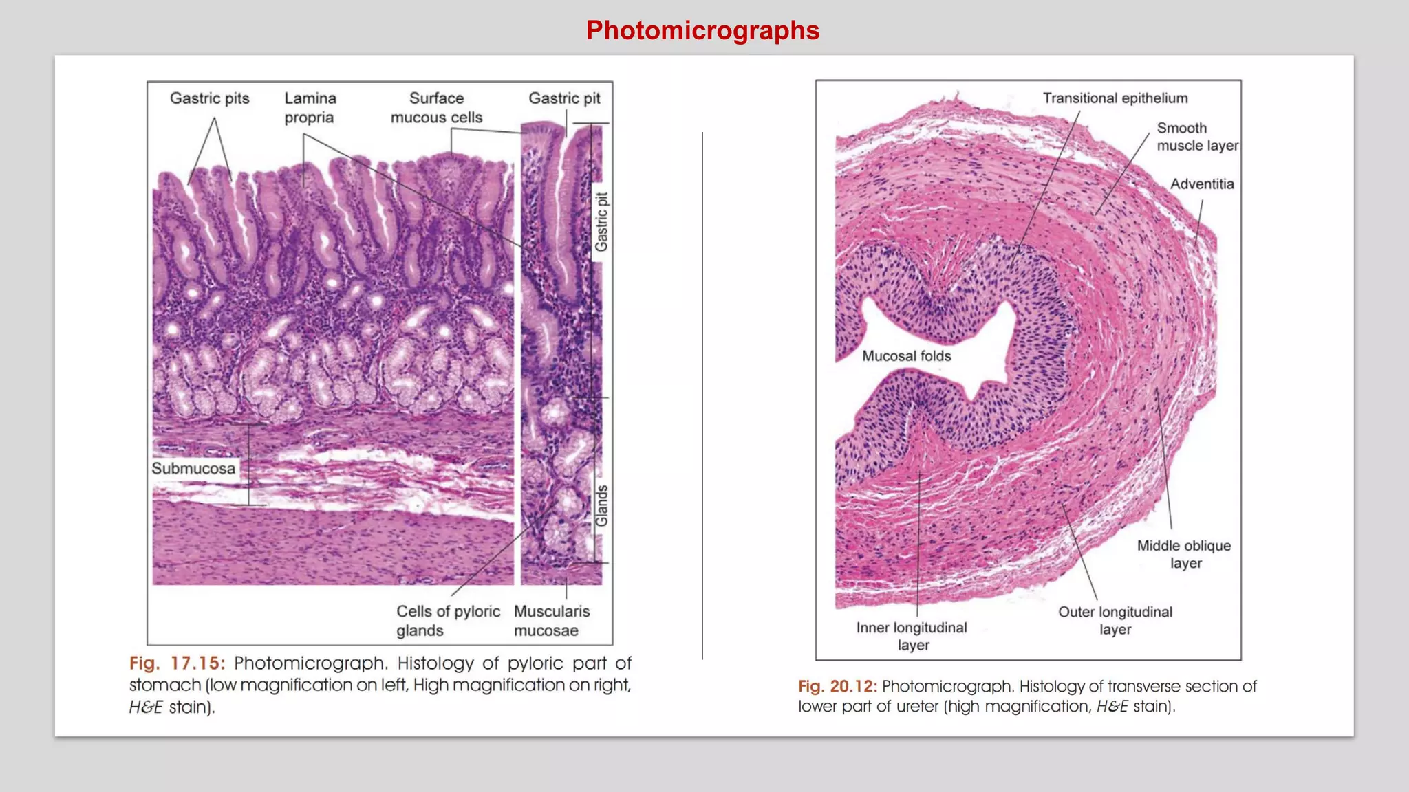 Features of human histology by dr yogesh | PDF