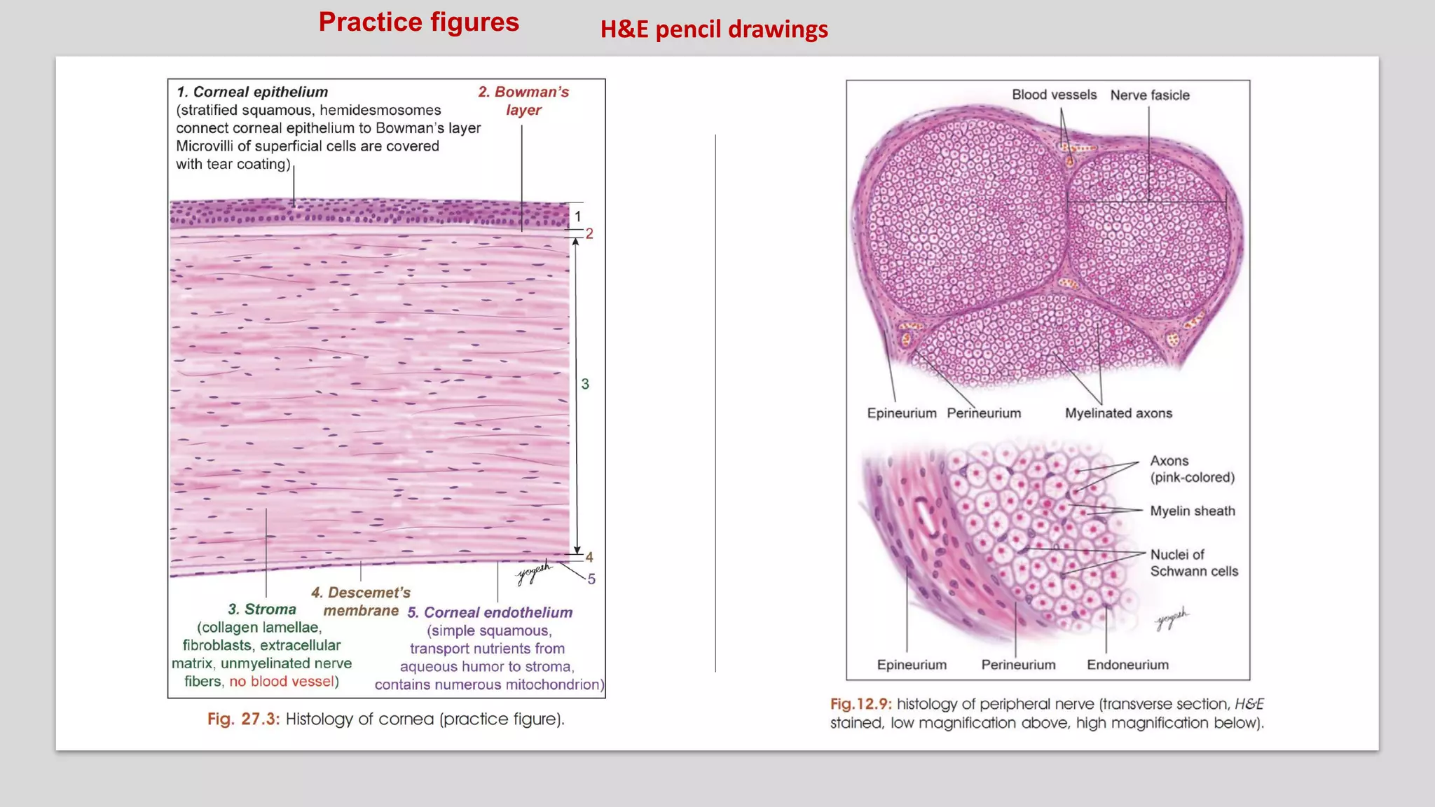 Features of human histology by dr yogesh | PDF