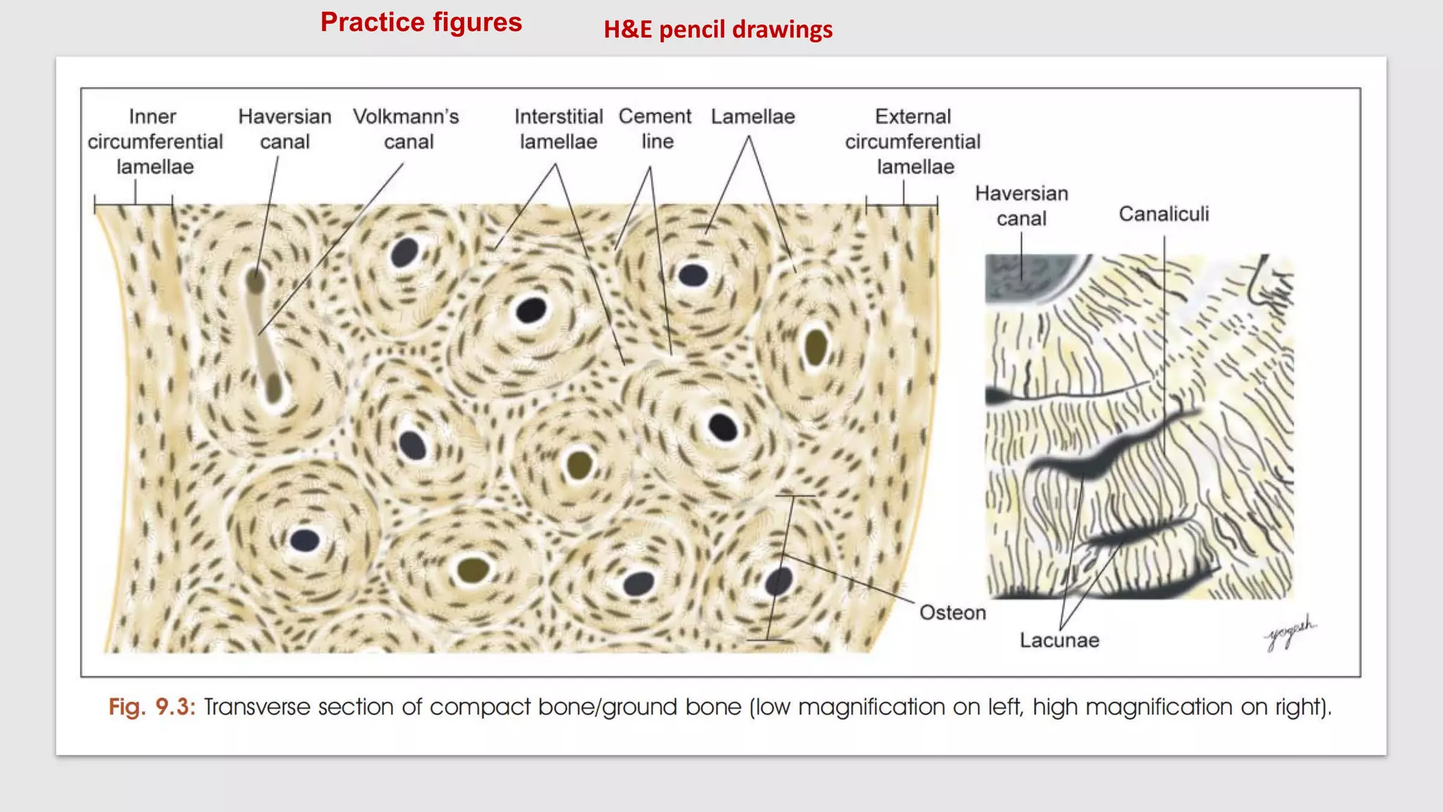 Features of human histology by dr yogesh | PDF