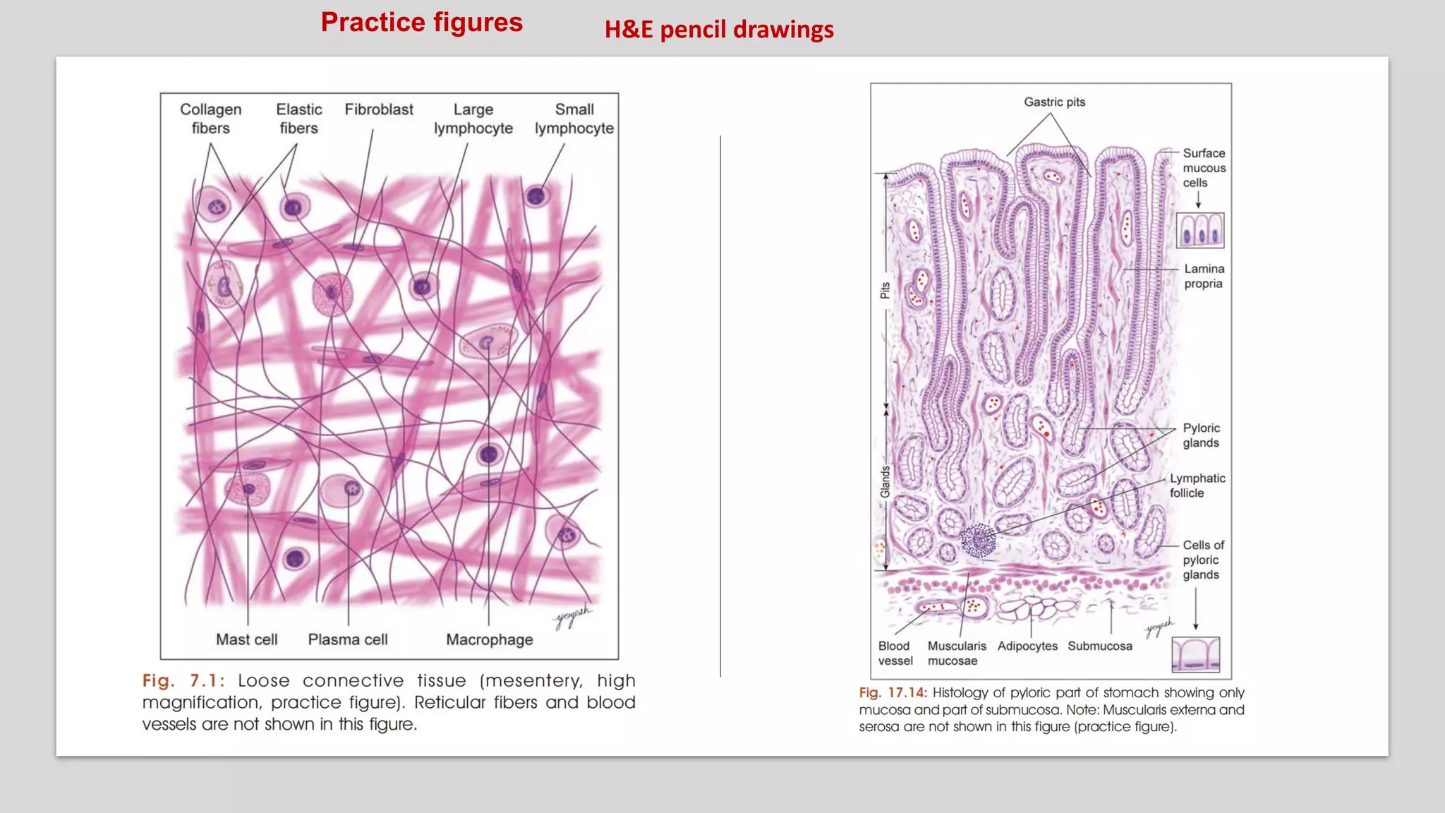 Features of human histology by dr yogesh | PDF
