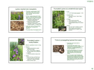 Lupines - Notes | PDF