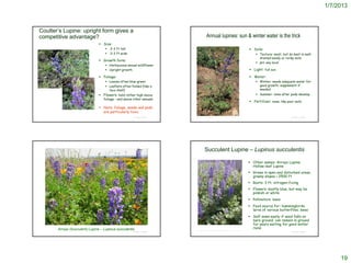 Lupines - Notes | PDF