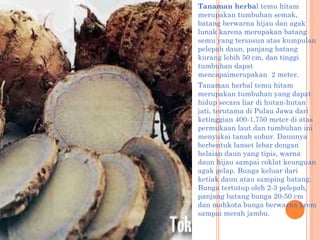 Febri mempresentasikan obat herbal | PPT
