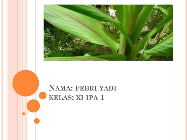 Febri mempresentasikan obat herbal | PPT