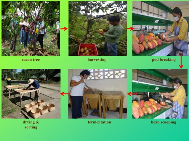 R & D/E Project on Cacao Production, Processing and Utilization in ...