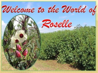 DEVELOPMENT OF PRODUCTION, POST PRODUCTION AND UTILIZATION TECHNOLOGIES OF ROSELLE (Hibiscus ...