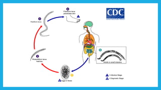 FECAL –ORAL TRANSMITTED DISEASES.pdf cdc | PPT