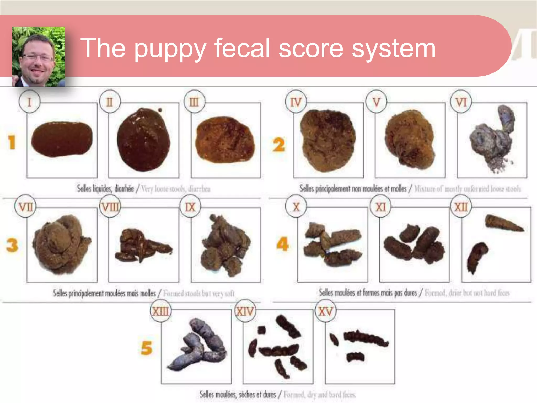 Canine fecal score | PPTX