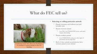 Fecal Egg Counting Primer | PPTX