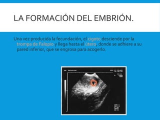 Fecundación, embarazo y parto | PPT