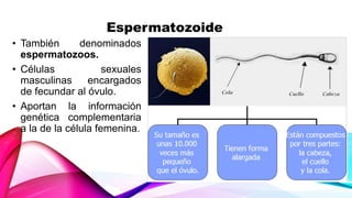 Fecundación humana | PPTX