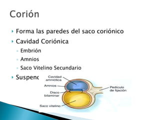 Fecundación periodo embrionario y fetal | PPT