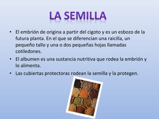 Fecundación, semilla y fruto | PPT