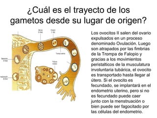 Fecundación y desarrollo embrionario | PPT
