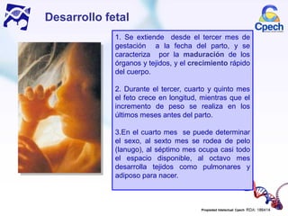 Fecundación y desarrollo embrionario | PDF