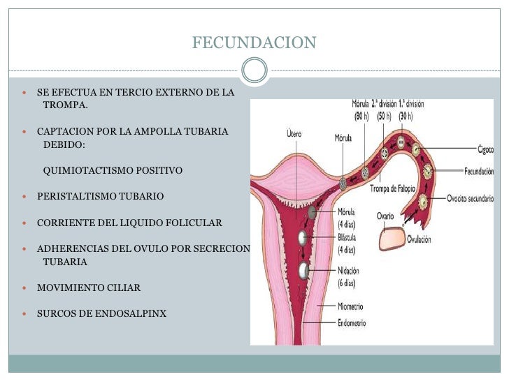 Fecundacion