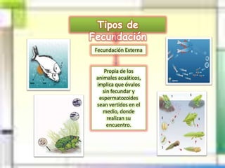 Fecundacion | PPTX