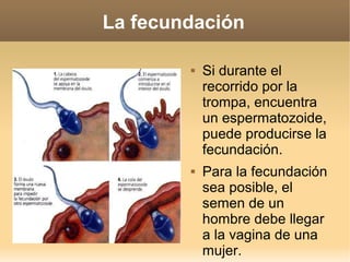 Fecundación | ODP