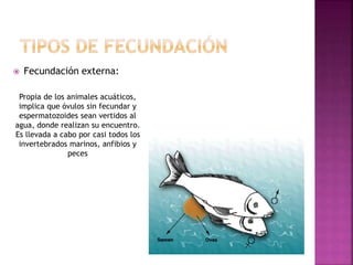 Fecundacion | PPSX