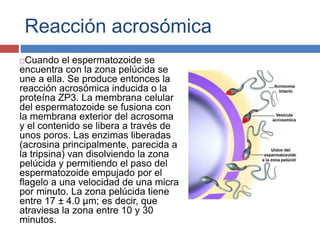 Fecundación desarrollo embrionario y fetal | PPTX