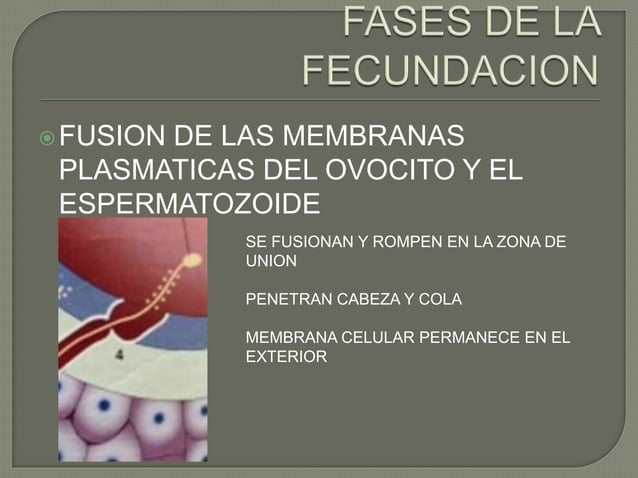 Fecundacion e implantacion | PPTX
