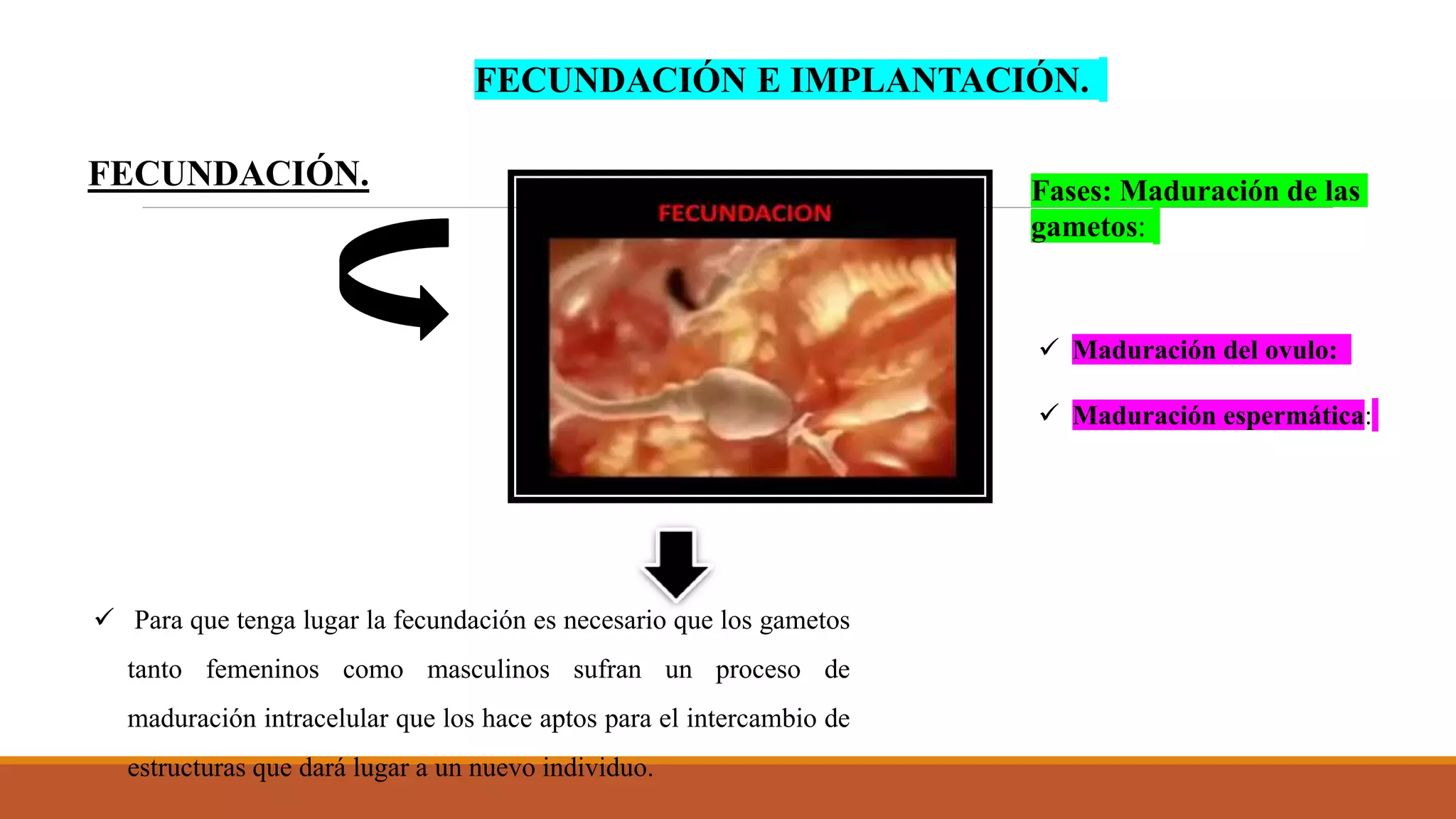Fecundacion e implantacion ,fisiologia y endocrinologia de la gestacion ...