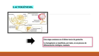 Fecundacion e implantacion ,fisiologia y endocrinologia de la gestacion ...