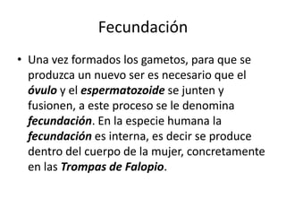 Fecundacion embarazo | PPTX