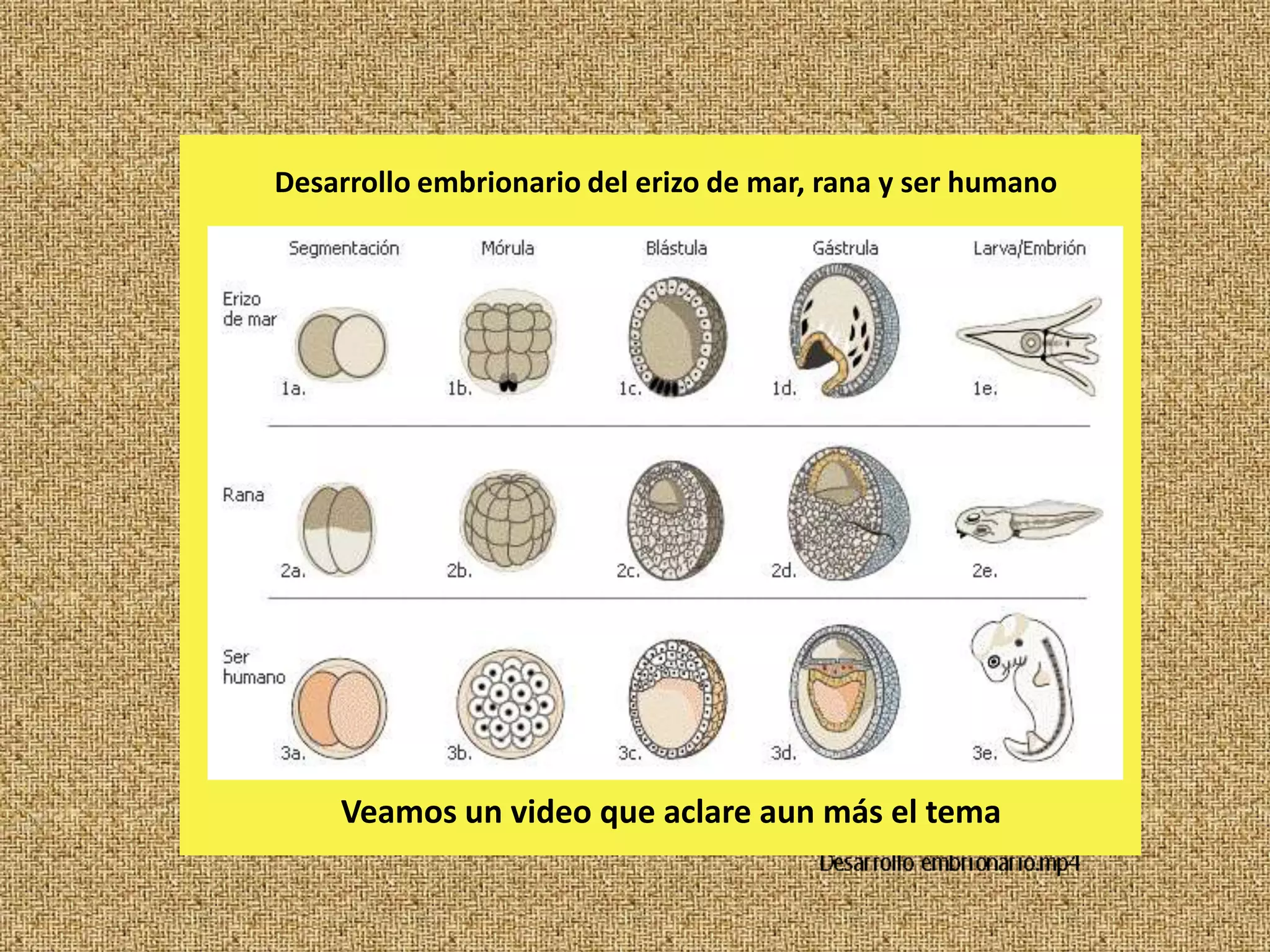 Fecundacion embarazo parto y lactancia (1) | PPT