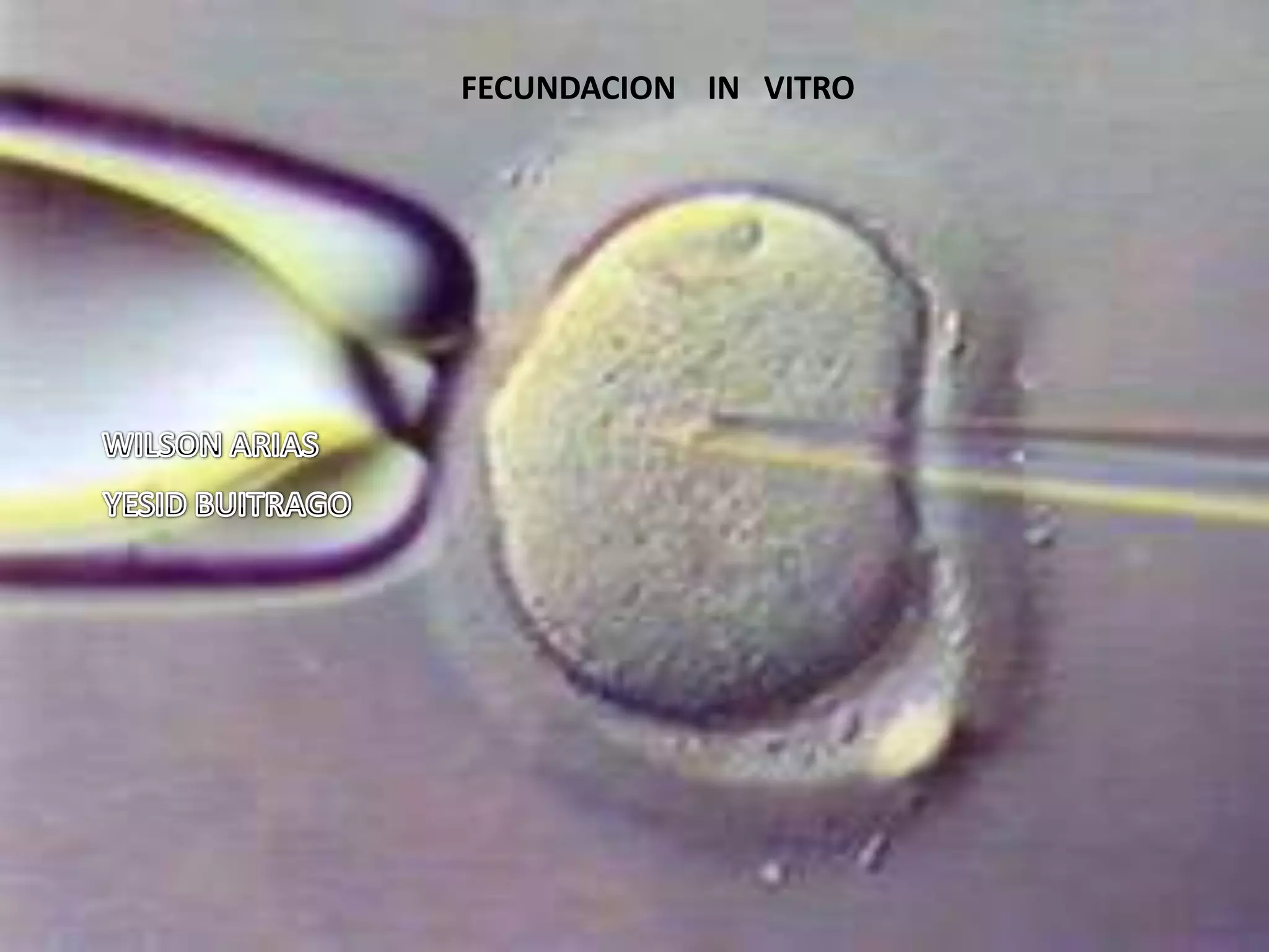 Fecundacion In Vitro | PPTX