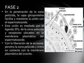 Fecundacionsegmentacioneimplantacion 150909235252-lva1-app6892 | PPT