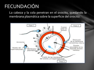 Fecundacionsegmentacioneimplantacion 150909235252-lva1-app6892 | PPT