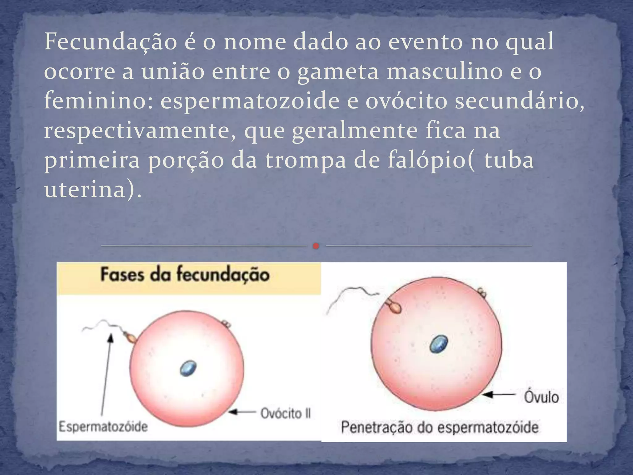 Fecundação Humana e Desenvolvimento Embrionário. | PPT