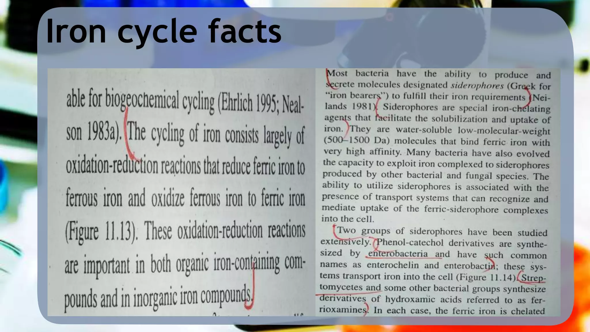 Fe Cycle.pptx