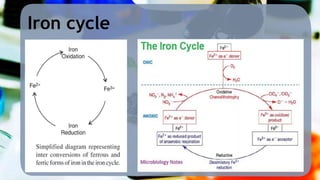 Fe Cycle.pptx