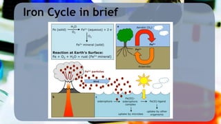 Fe Cycle.pptx