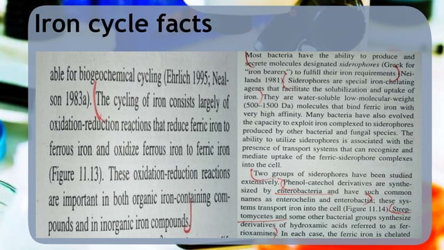 Fe Cycle.pptx