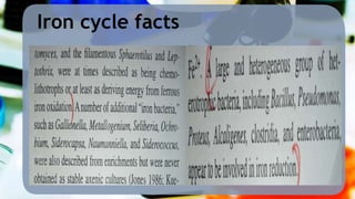 Fe Cycle.pptx