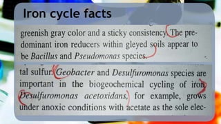Fe Cycle.pptx