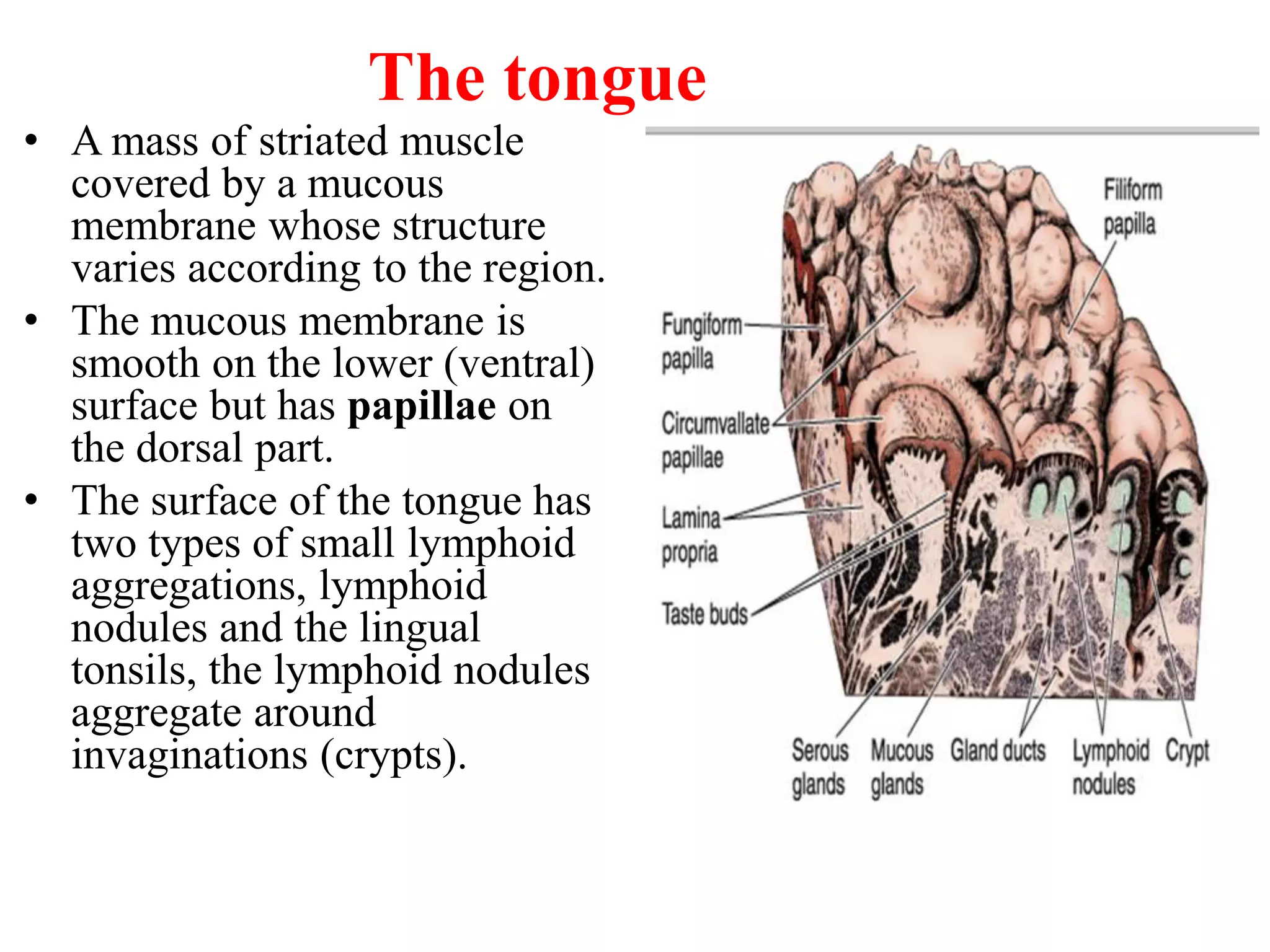 FEDHA GIT HISTO (1).pptx
