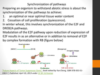 Fedora sutton g-protein coupled receptors | PPTX