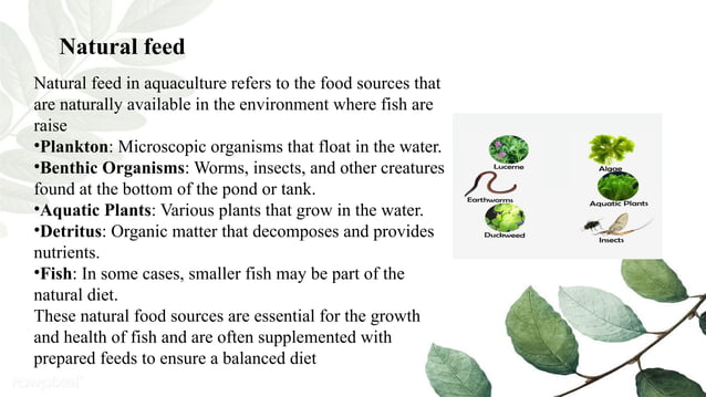 types of feed use in aquaculture in details | PPT
