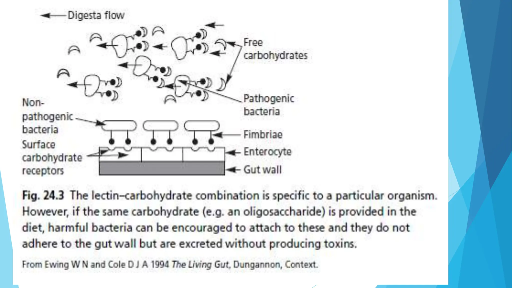 Feed additives, classification and examples | PPTX