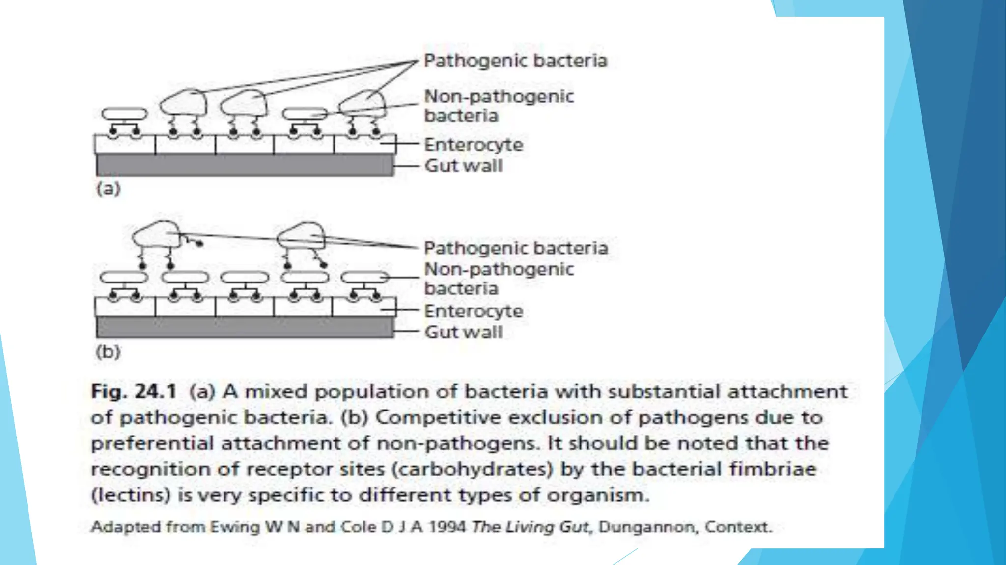 Feed additives, classification and examples | PPTX