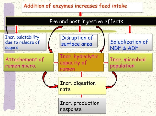 Feed Additives. and its feeding to livstock | PPT