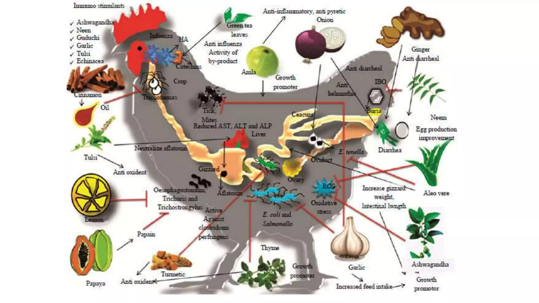 Feed additives for poultry | PPSX